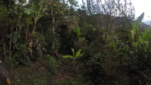 ᐅ Lugares Turísticos de la Selva Peruana y el mejor Tour ® Selva de Perú